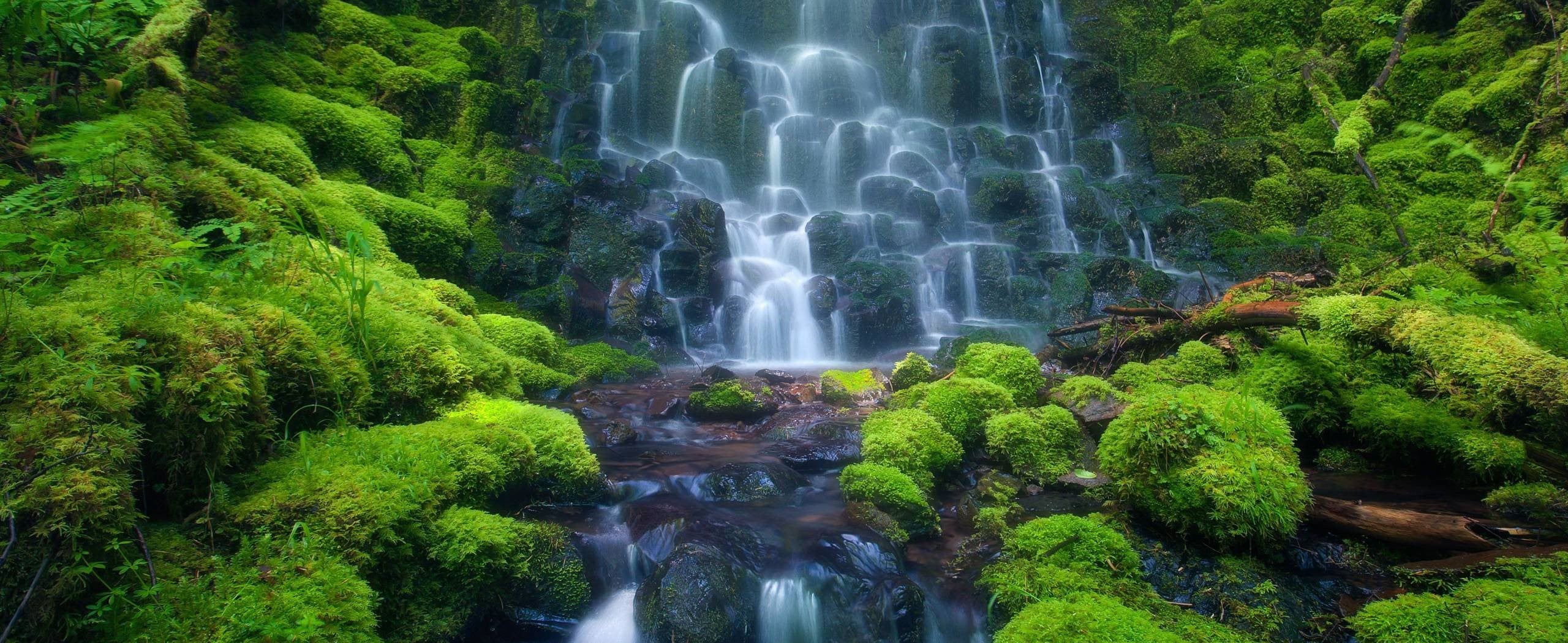 Taya Beauty | Made With the Finest Rainforest Super-Botanicals